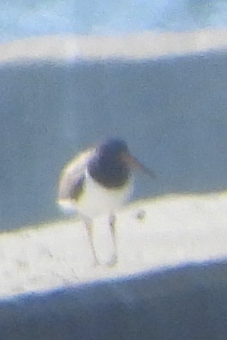 eBird Checklist - 1 Nov 2022 - Boynton Beach Inlet Park - 20 species