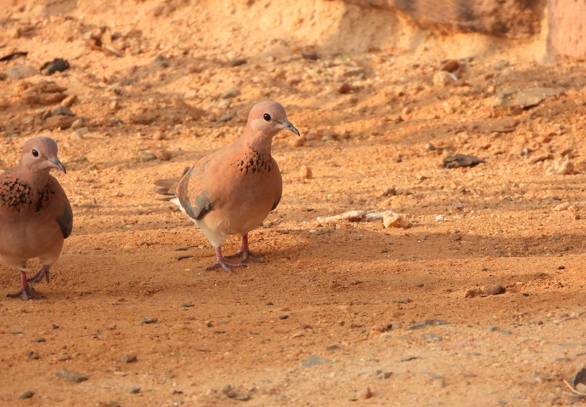 eBird Checklist - 5 Sep 2021 - Red Sea Governorate, EG (24,238, 35,412 ...