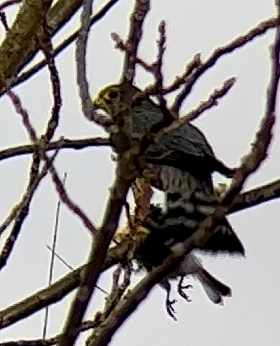 eBird Checklist - 2 Nov 2022 - Hisle Farm Park - 16 species