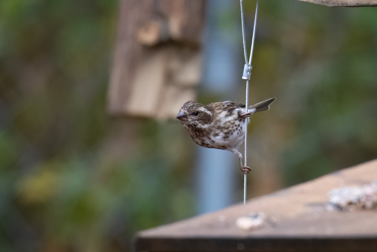 eBird Checklist - 31 Oct 2022 - stakeout Black-Throated Gray Warbler ...