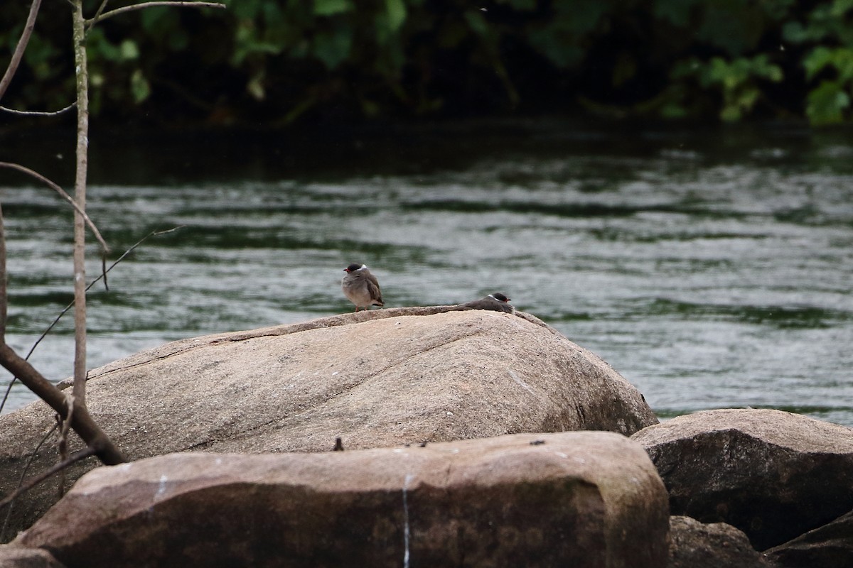 ML500452211 - Rock Pratincole (White-naped) - Macaulay Library