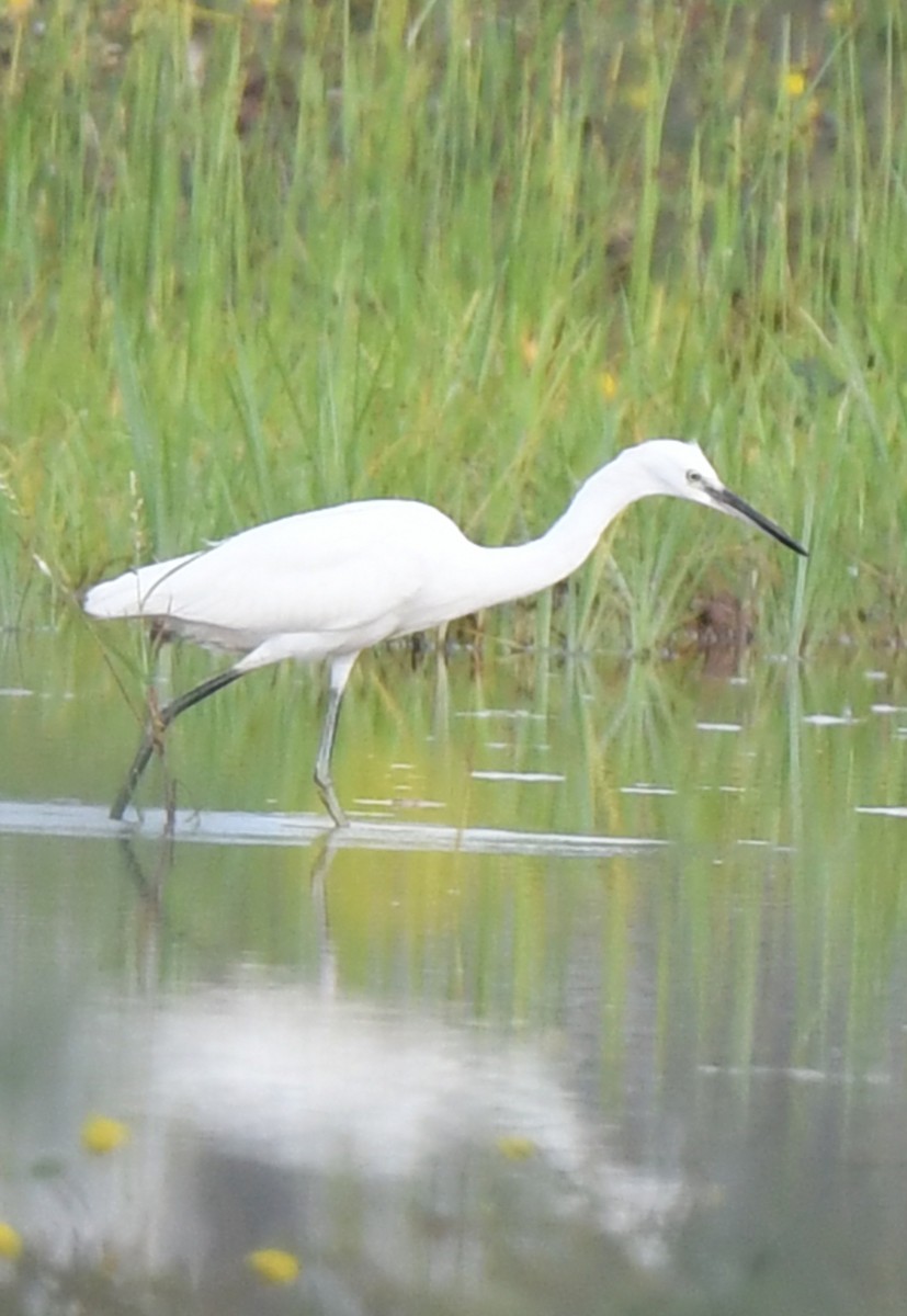 eBird Checklist - 4 Nov 2022 - Tuas South Ave 5 and bay area - 14 species