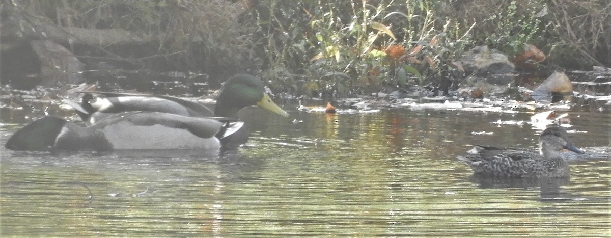 eBird Checklist - 5 Nov 2022 - Daniels Run Park - 20 species