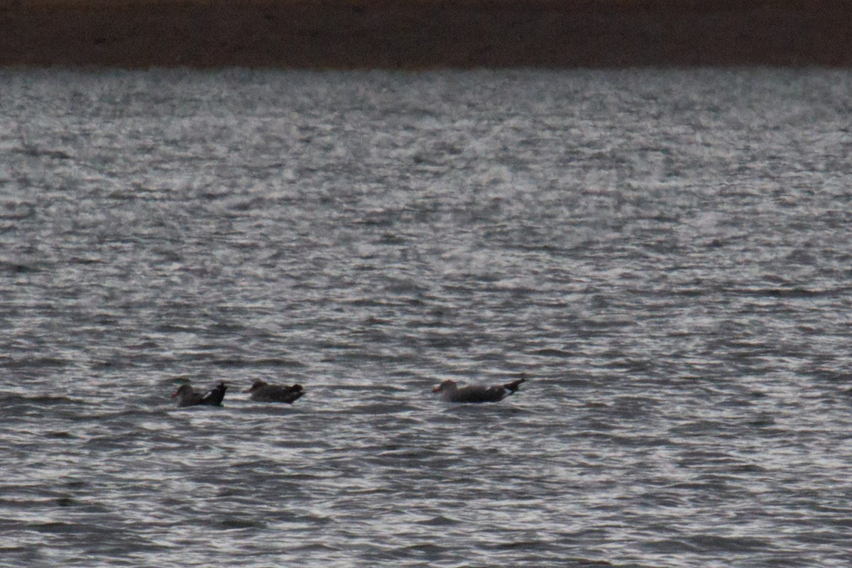 eBird Checklist - 5 Nov 2022 - Henry Hagg Lake Park--Eagle Point ...