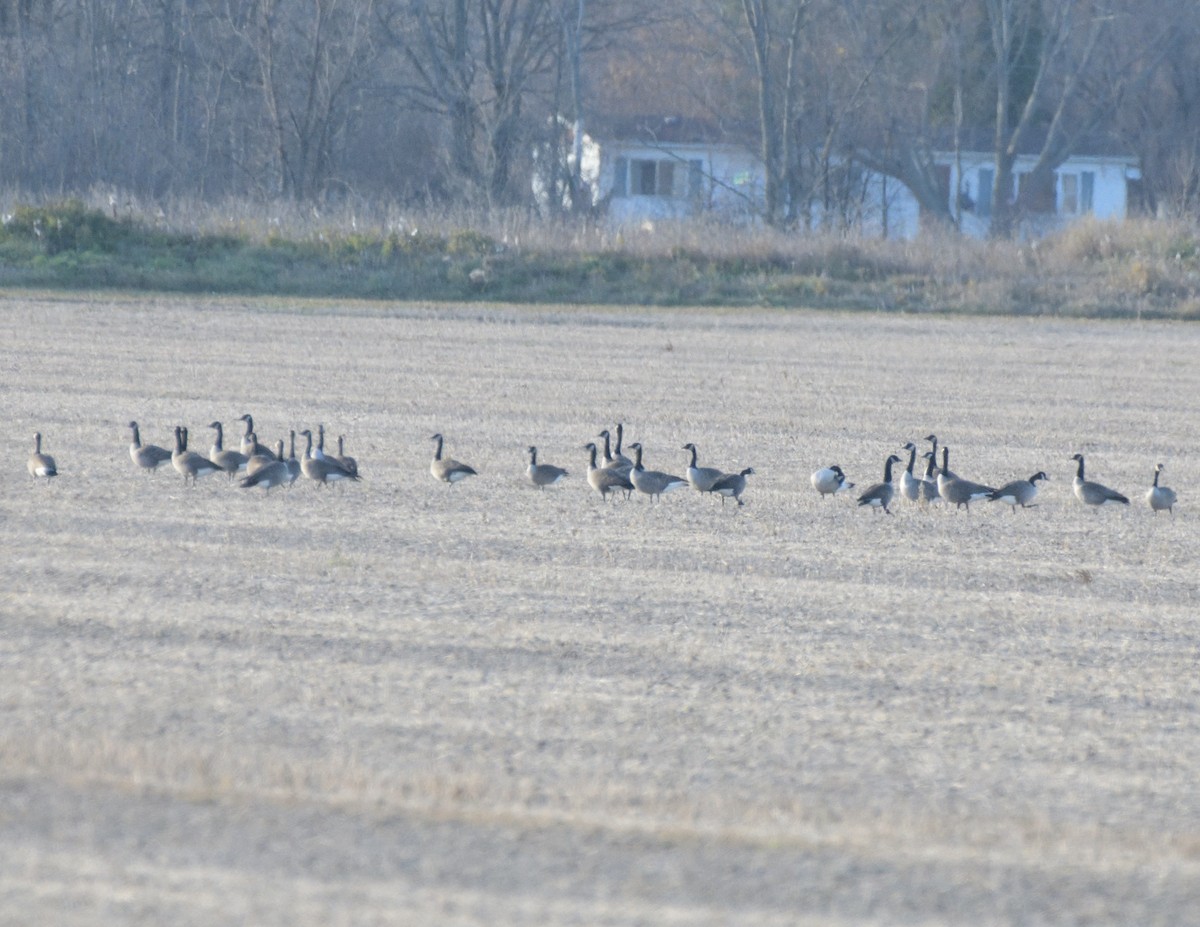 eBird Checklist - 5 Nov 2022 - 4659-4025 5 Concession, Quyon, Quebec ...