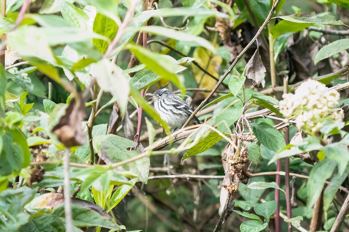 eBird Checklist - 19 Oct 2022 - Comunidad Santa Rosa - 11 species