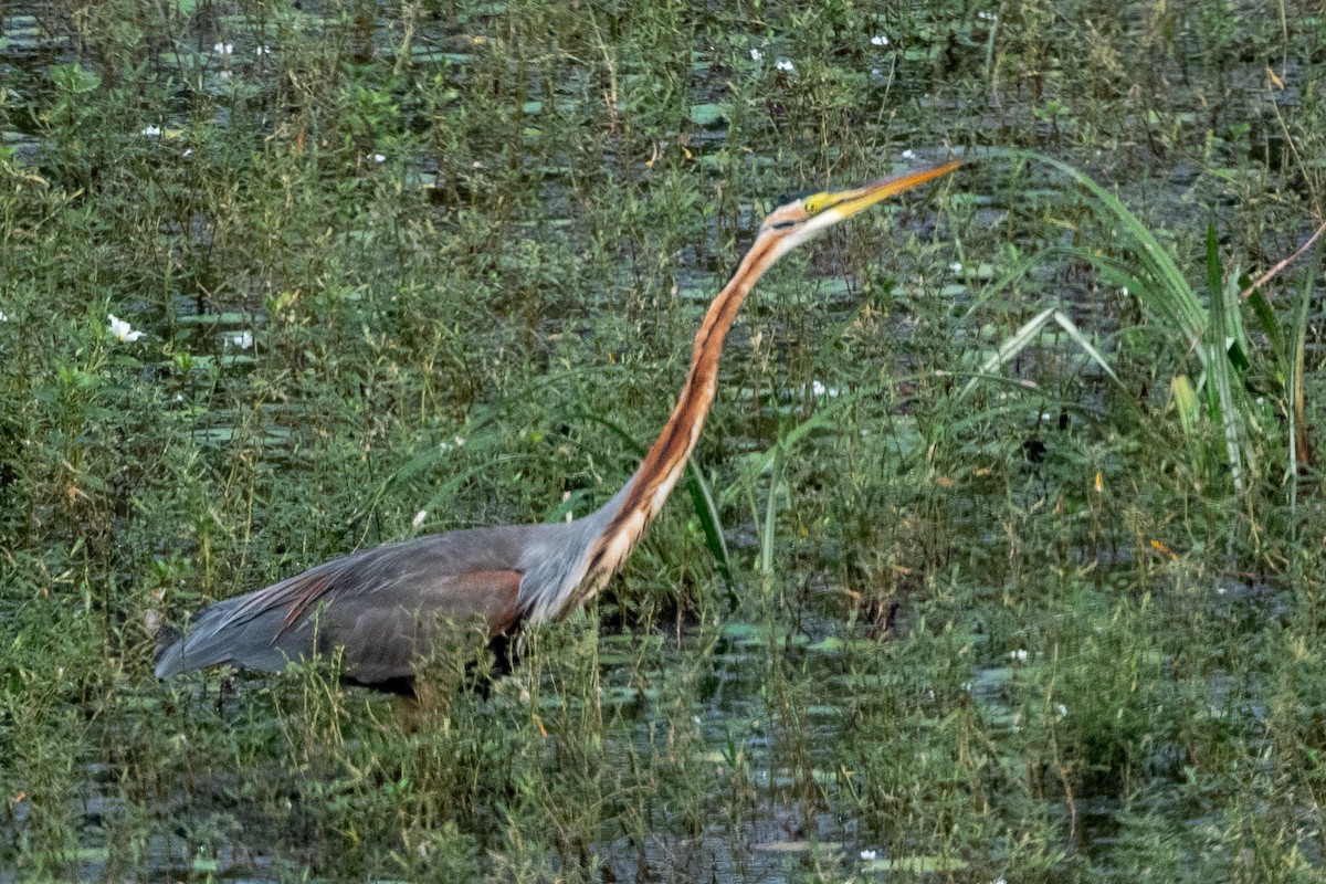 ML501067121 - Purple Heron - Macaulay Library