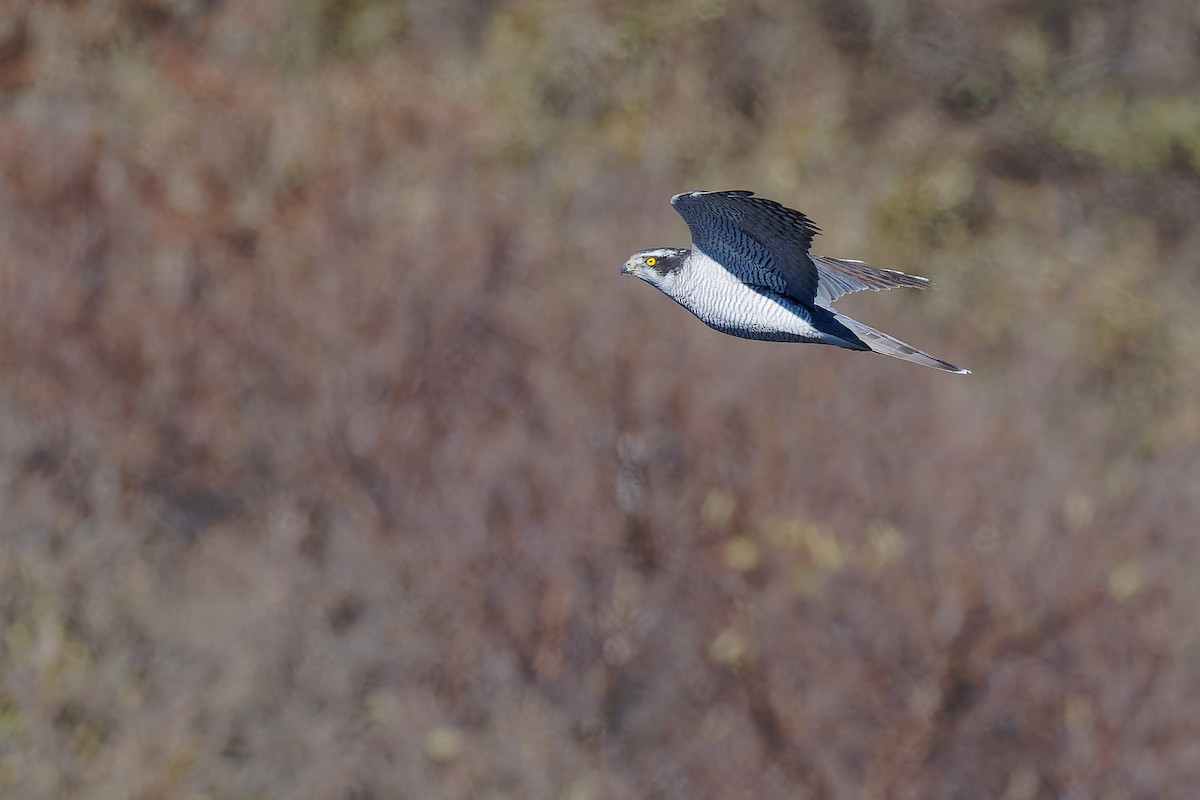 ML501085711 - Eurasian Goshawk - Macaulay Library