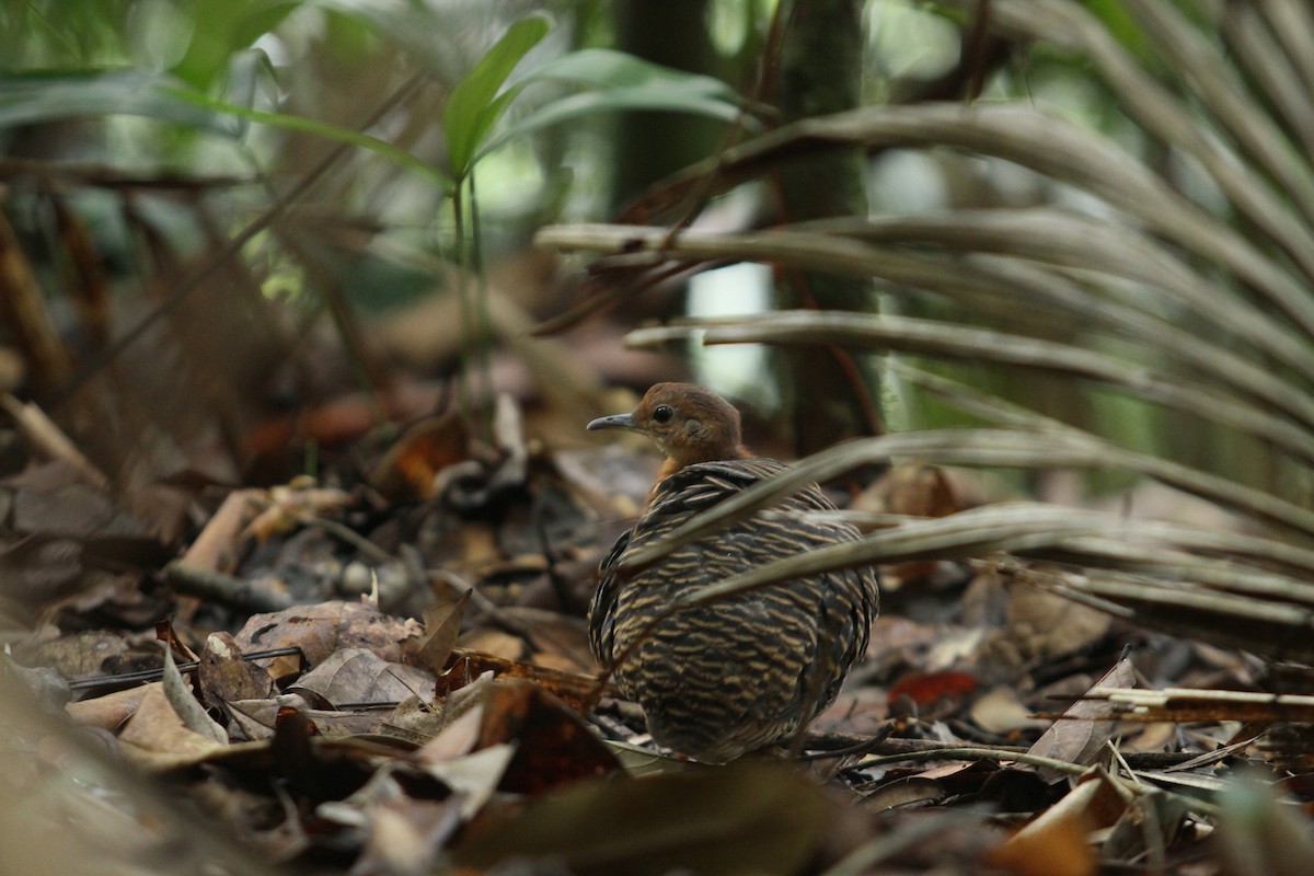 Rusty Tinamou - Crypturellus brevirostris - Media Search - Macaulay ...