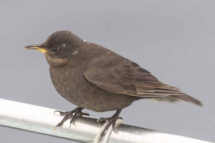 Blackish Cinclodes (Black) - eBird