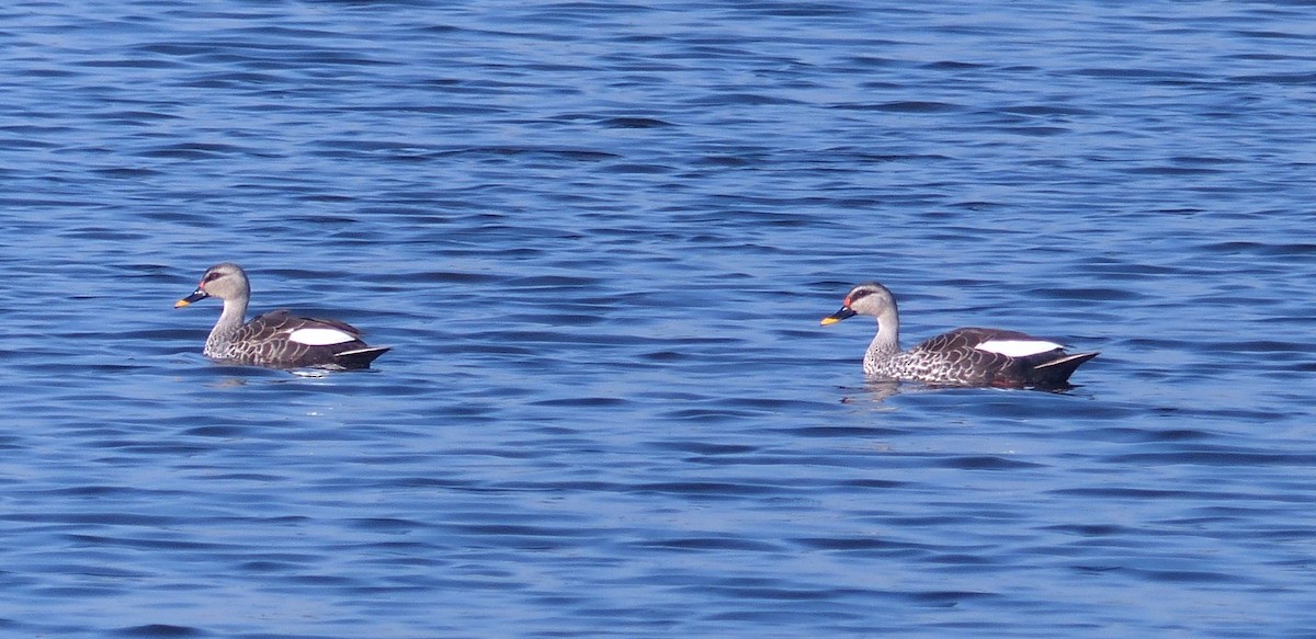 eBird Checklist - 11 Feb 2017 - India, Bharatpur, Koladeo National Park ...