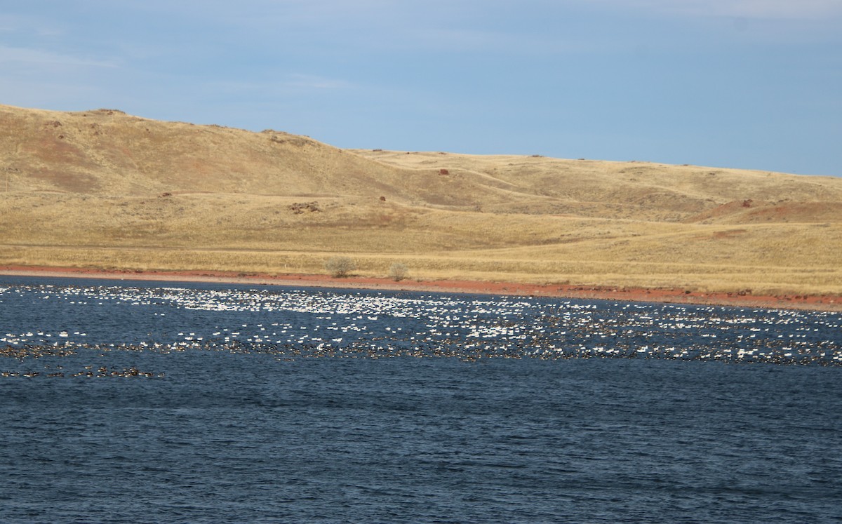 eBird Checklist - 7 Nov 2022 - Lake De Smet - 24 species (+1 other taxa)