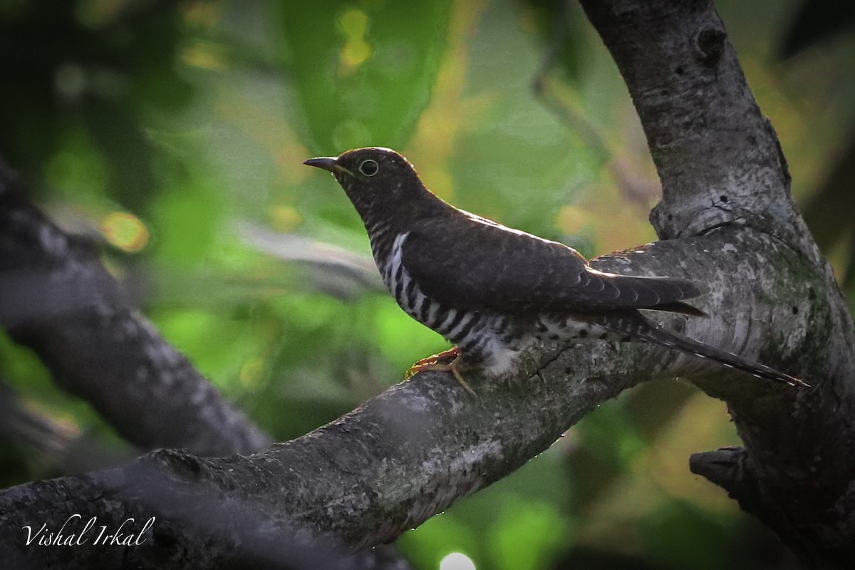 ML501714141 - Lesser Cuckoo - Macaulay Library