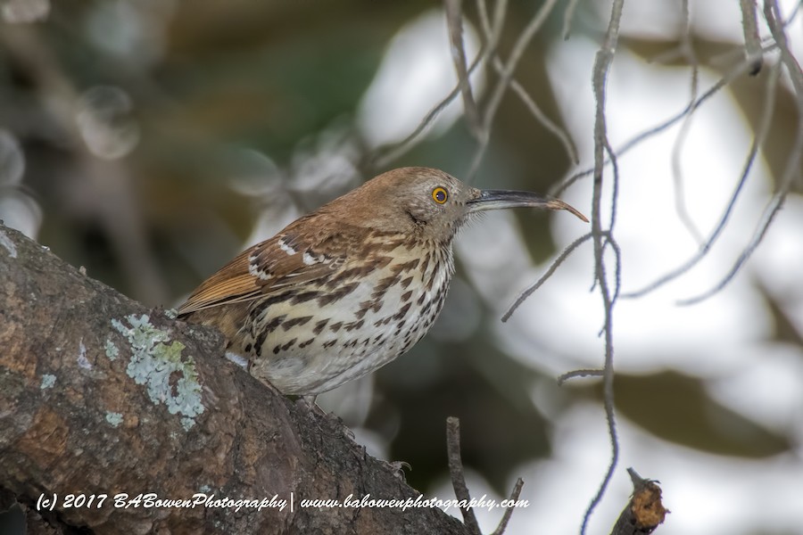 Brown/Long-billed Thrasher - eBird