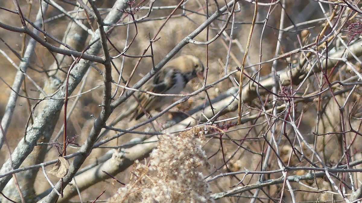 eBird Checklist - 23 Oct 2022 - Huffman Prairie Flying Field - 20 species