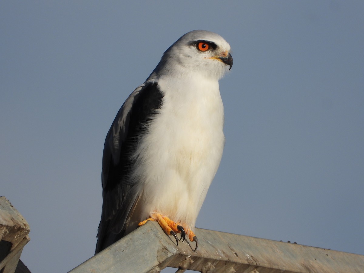 ML501994411 - Black-winged Kite - Macaulay Library
