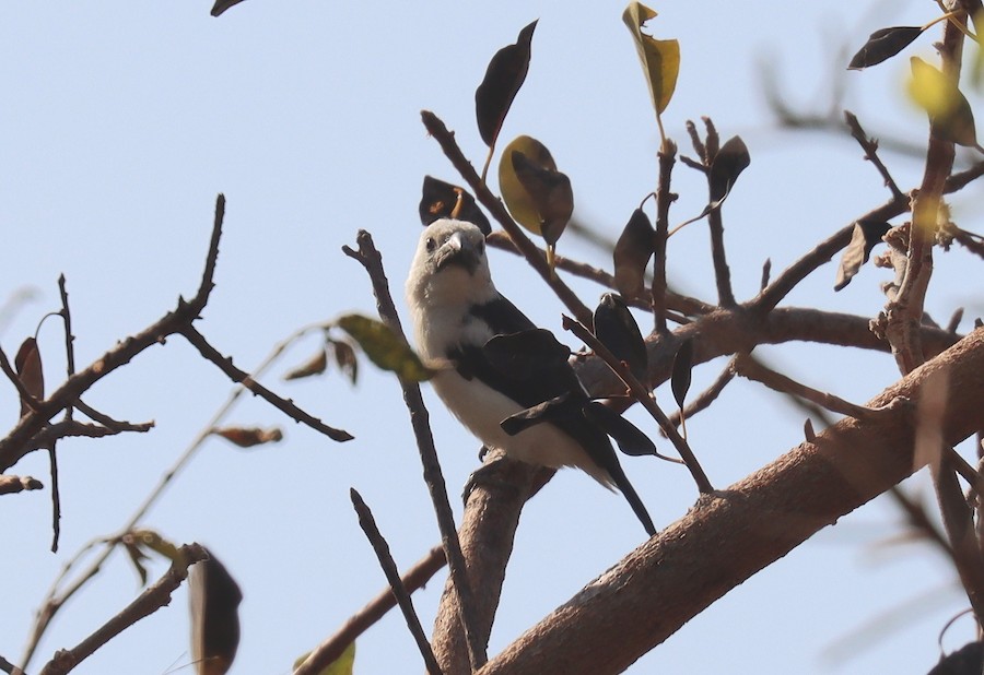 Barbudo Cabeciblanco (leucogaster) - eBird