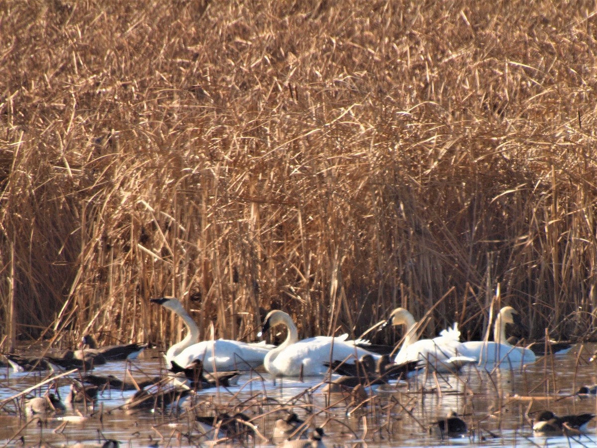 eBird Checklist - 6 Nov 2022 - Loess Bluffs NWR - 34 species (+1 other ...