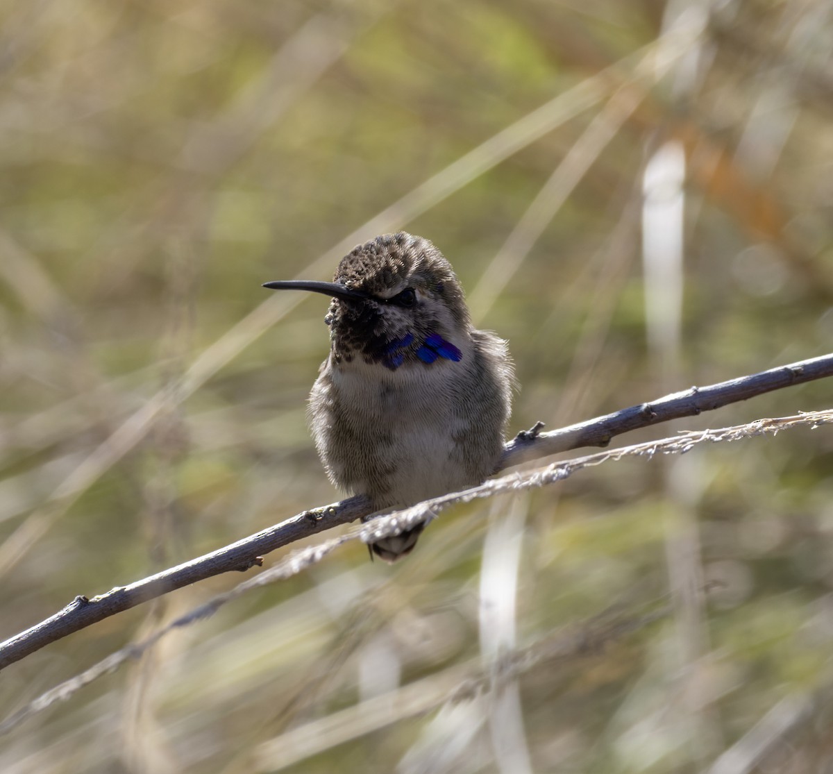 eBird Checklist - 10 Nov 2022 - Merced River--Lake McClure Rd. below ...