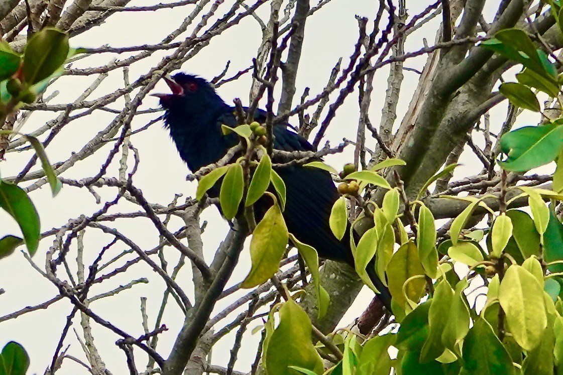 ML502528031 - Pacific Koel - Macaulay Library