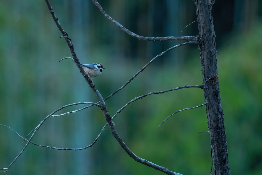 Black-throated Bushtit (Red-headed) - eBird