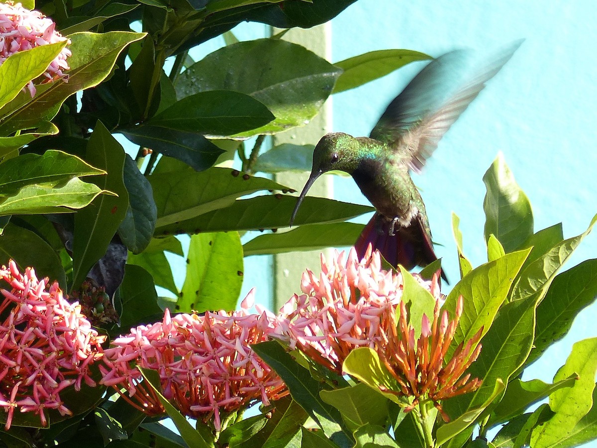 ML502590781 - Puerto Rican Mango - Macaulay Library