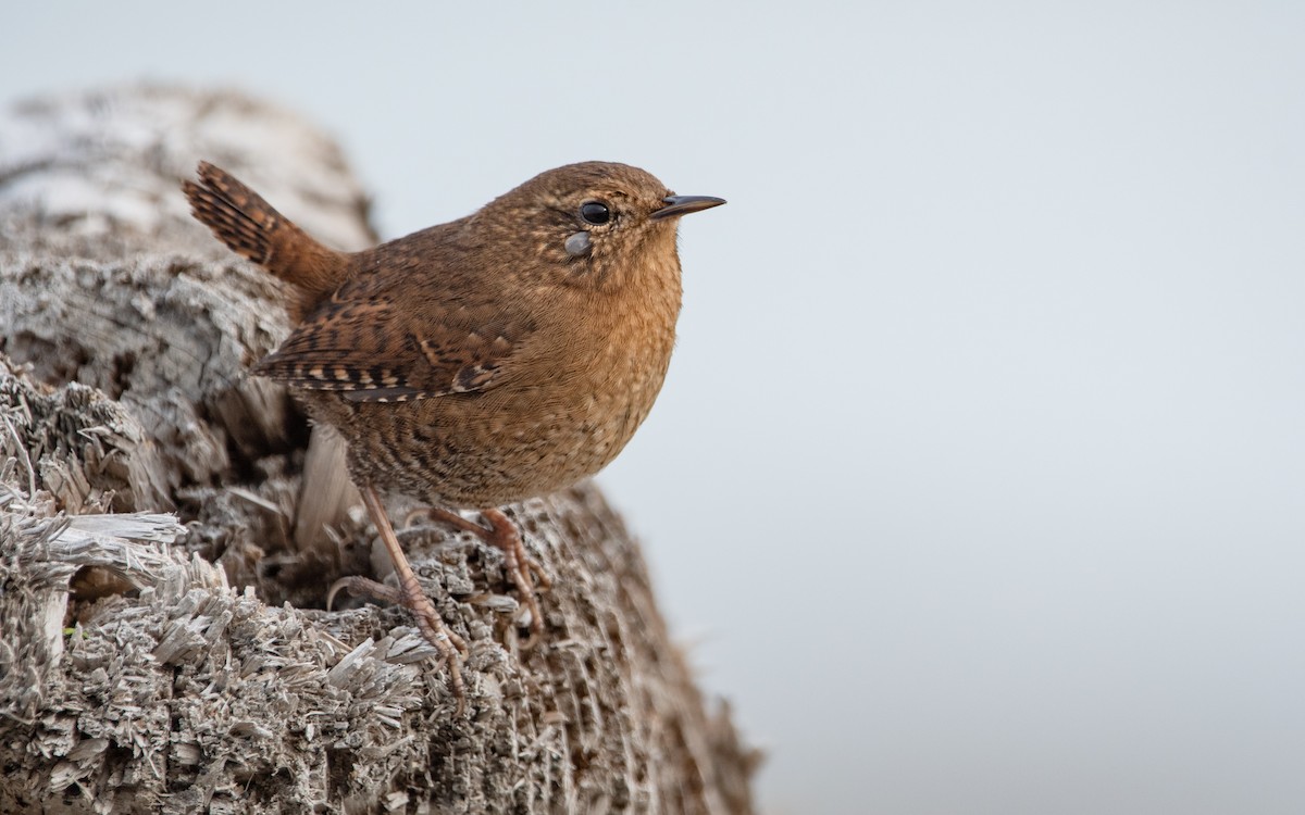 ML502814941 - Pacific Wren - Macaulay Library