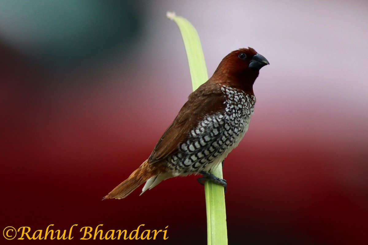 ML502948451 - Scaly-breasted Munia - Macaulay Library