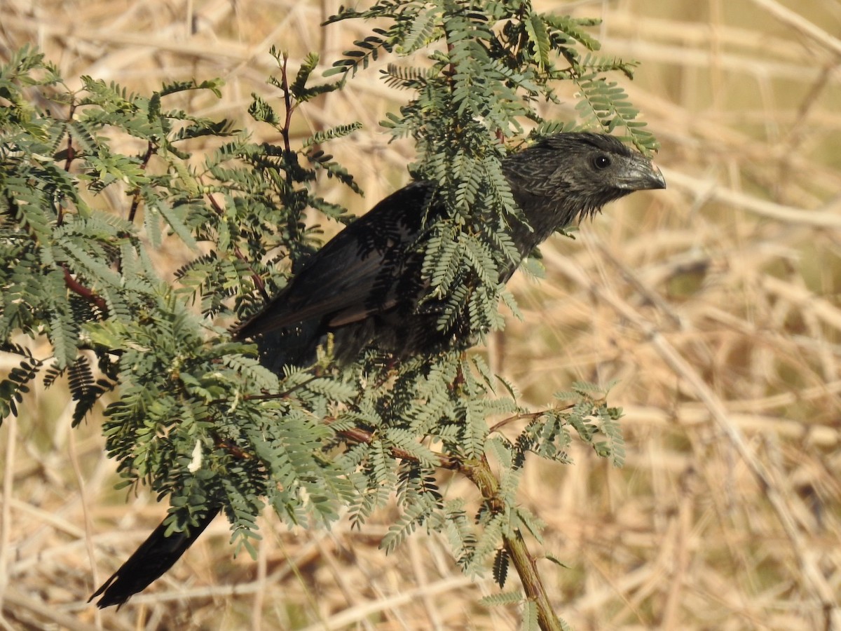 eBird Checklist - 12 Nov 2022 - Palo Verde Ecological Reserve - 93 ...