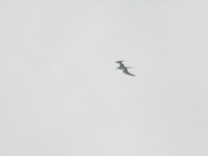 large tern sp. - eBird