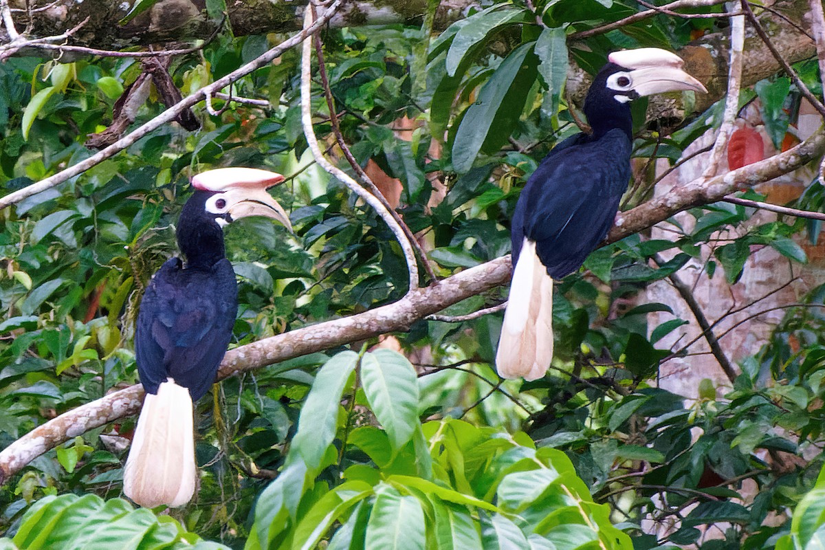 ML503667681 - Palawan Hornbill - Macaulay Library