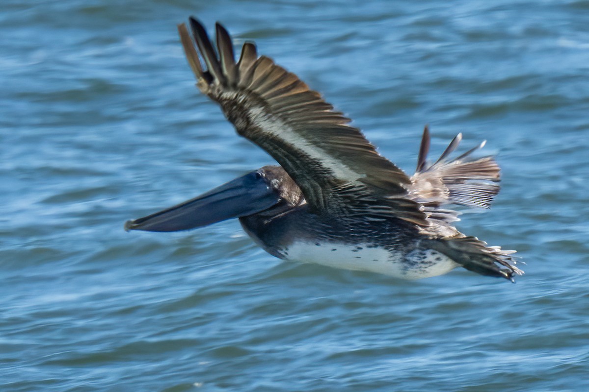 eBird Checklist - 14 Nov 2022 - Sandy Hook--Lot I, Proving Grounds, and ...