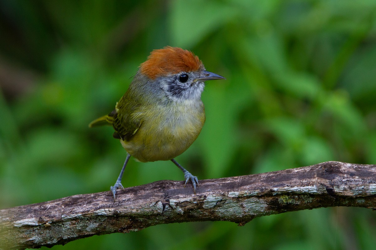 ML503815981 - Rufous-crowned Greenlet - Macaulay Library