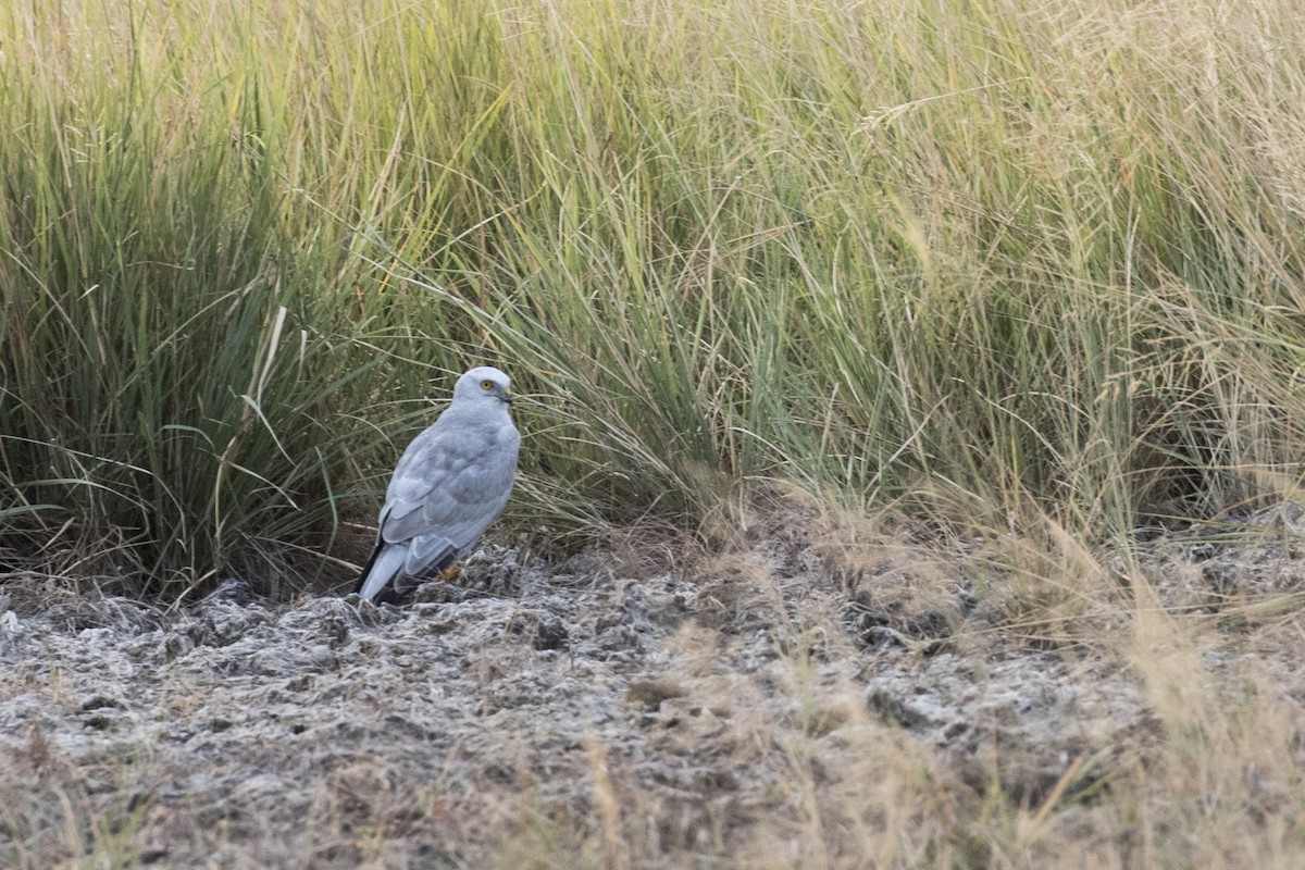 ML503912591 - Pallid Harrier - Macaulay Library