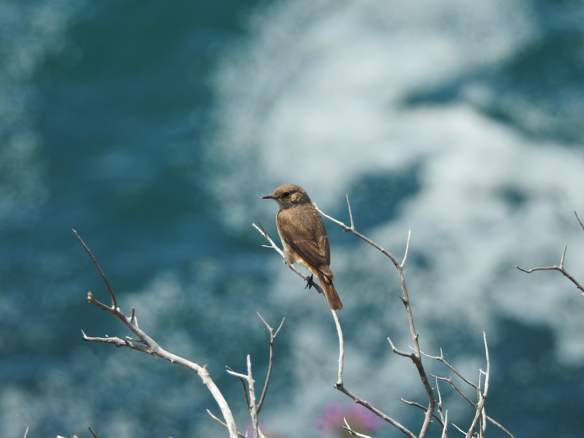 eBird Checklist - 6 Nov 2022 - Table Mountain National Park, Hout Bay ...