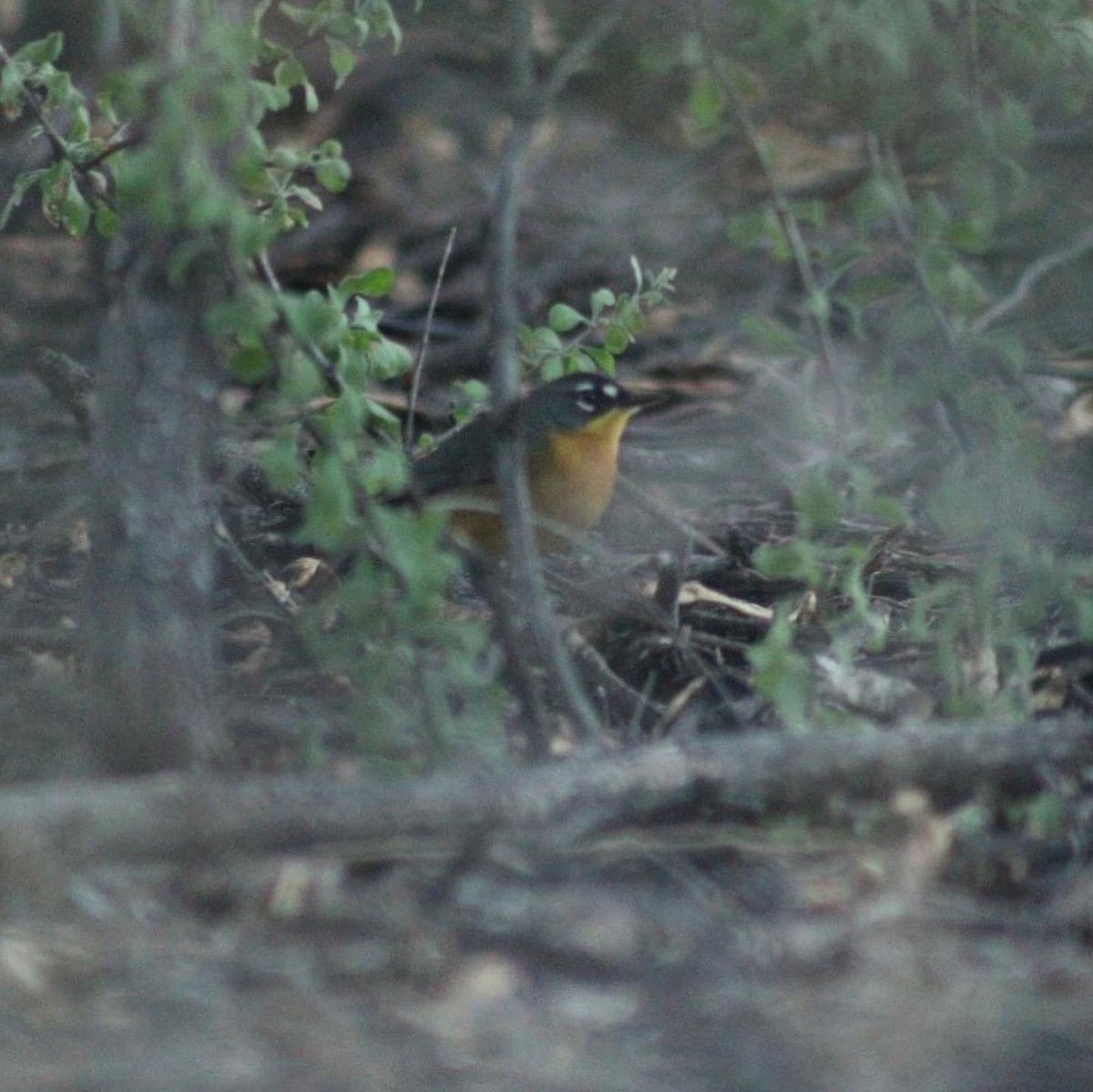eBird Checklist - 14 Nov 2022 - Salt River--Granite Reef Recreation ...