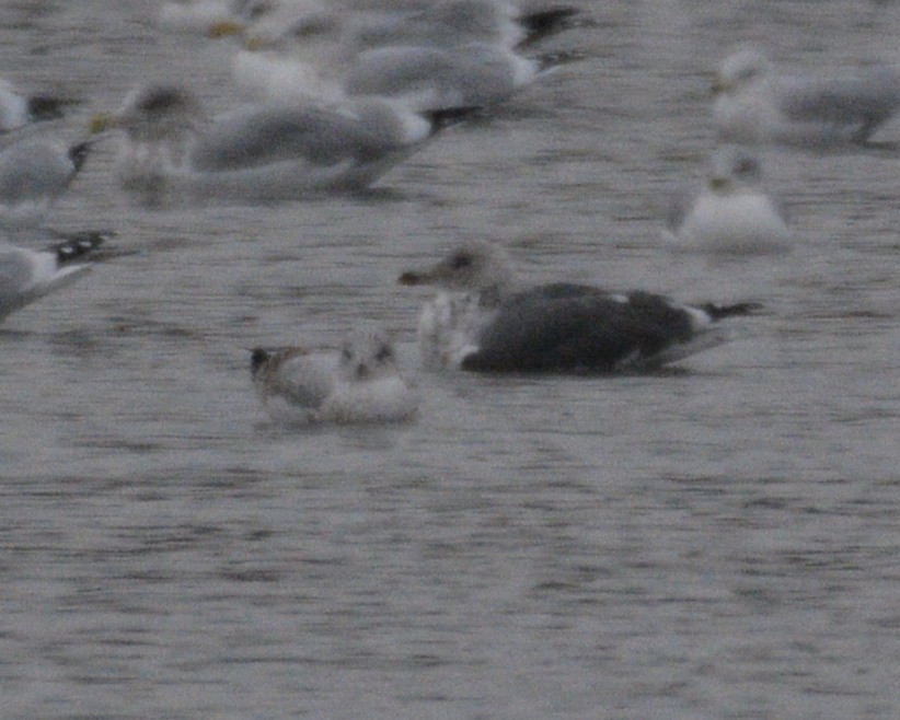 eBird Checklist - 15 Nov 2022 - Van Cleef Lake - 3 species