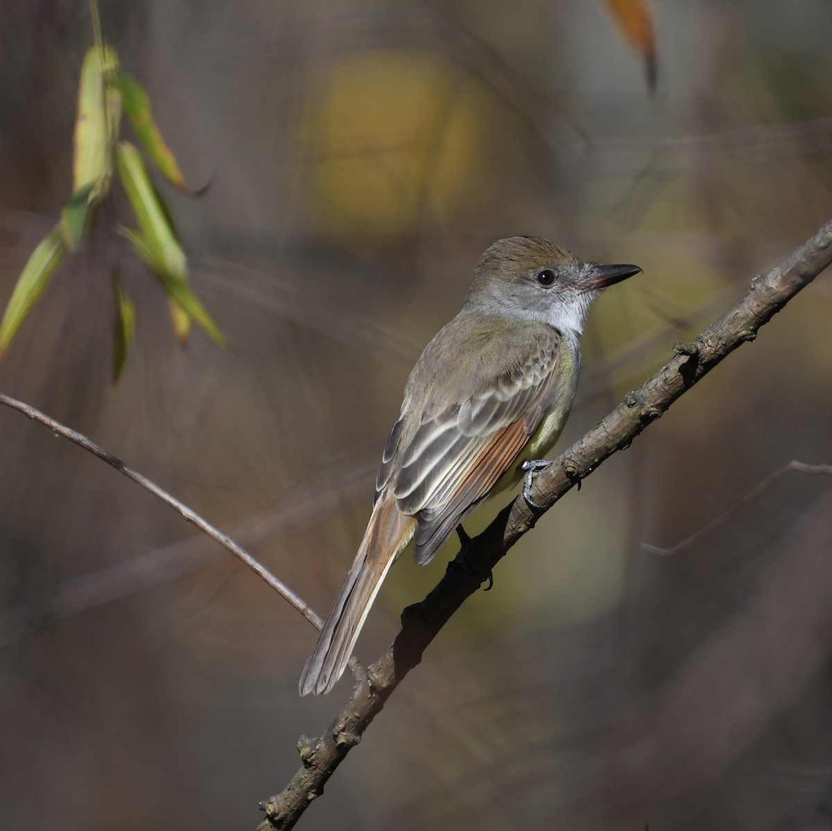 eBird Checklist - 10 Nov 2022 - Conference House Park - 1 species