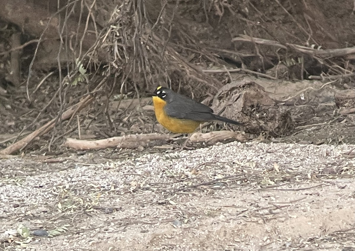 eBird Checklist - 15 Nov 2022 - stakeout Fan-tailed Warbler, Rollins Rd ...
