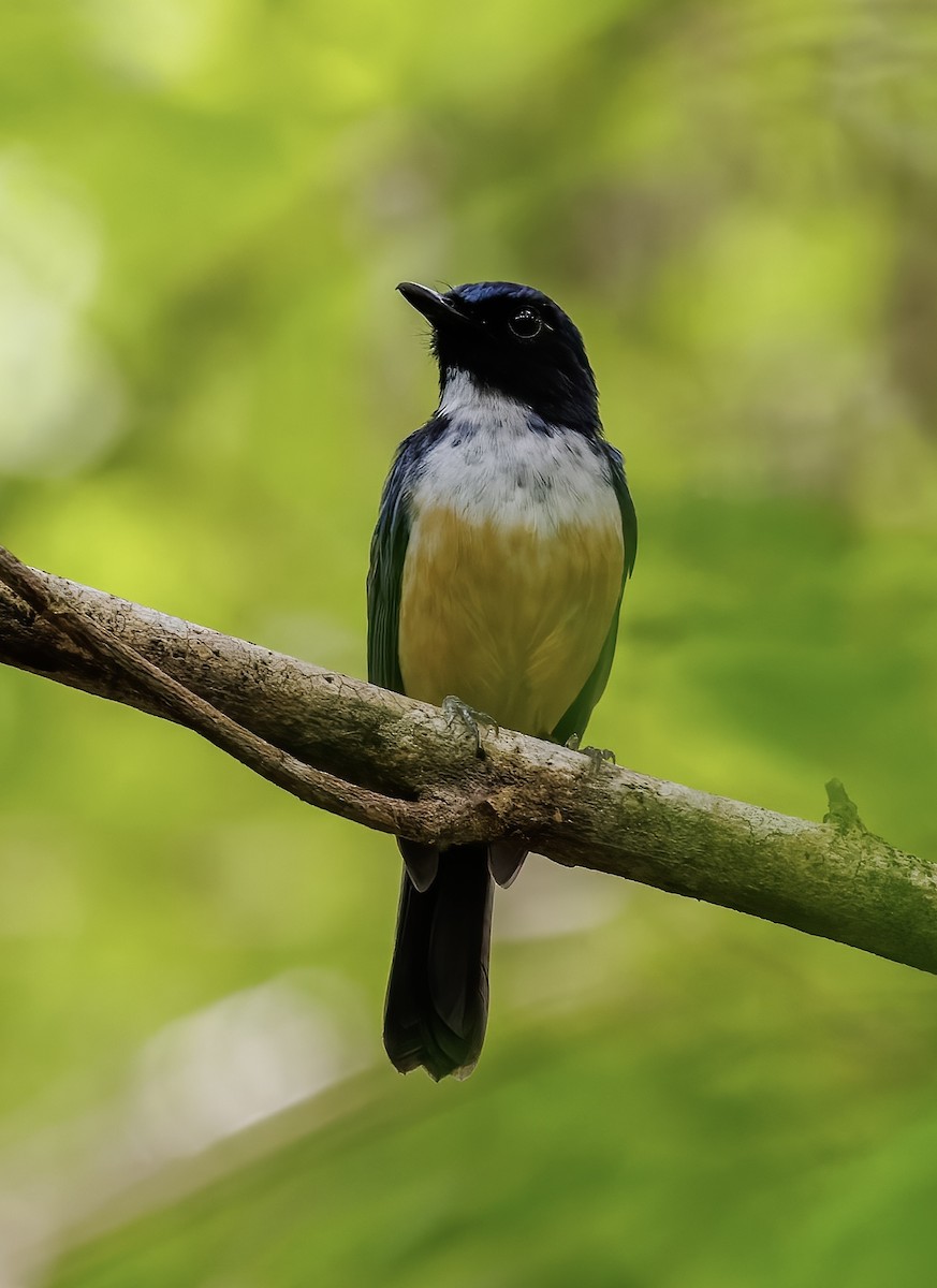 eBird Checklist - 16 Nov 2022 - Kalao - 6 species