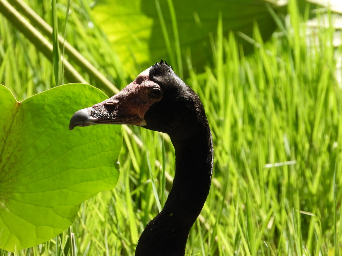 eBird Checklist - 17 Nov 2022 - Cairns Botanical Gardens and Centenary ...
