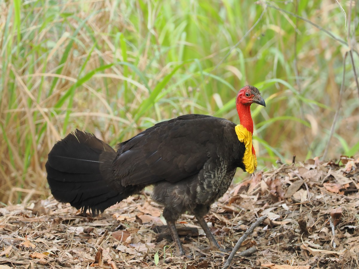eBird Checklist - 18 Nov 2022 - Cape Pallarenda Conservation Park - 55 ...