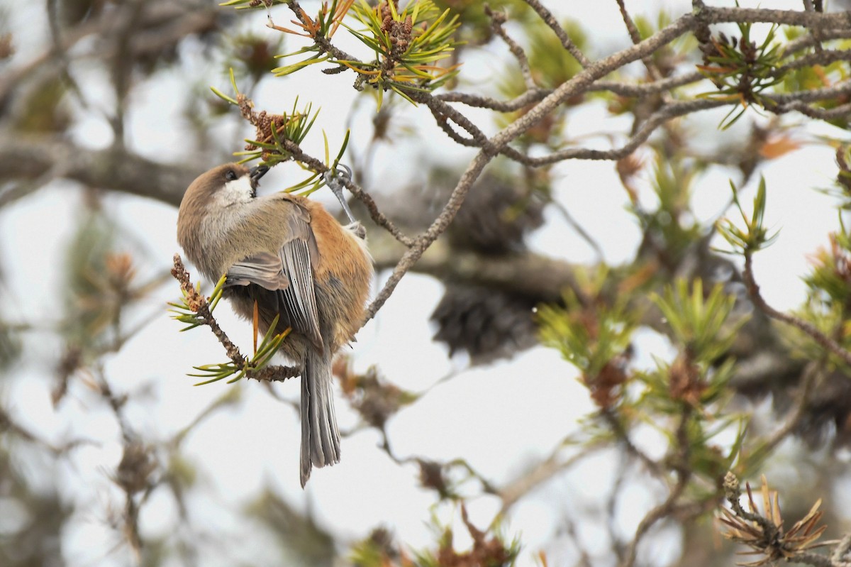 ML504997851 - Boreal Chickadee - Macaulay Library