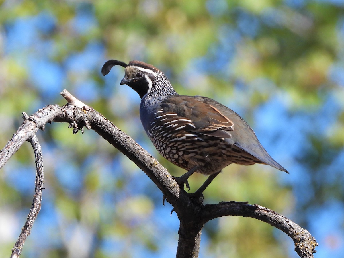 eBird Checklist - 4 Oct 2020 - Bear Creek Rd - 2 species