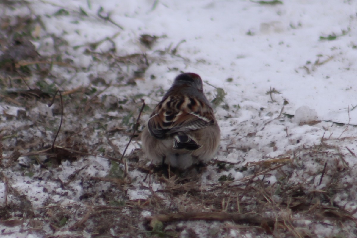 eBird Checklist - 20 Nov 2022 - Scottdale Plain (stakeout Black Rail 2007) - 9 species