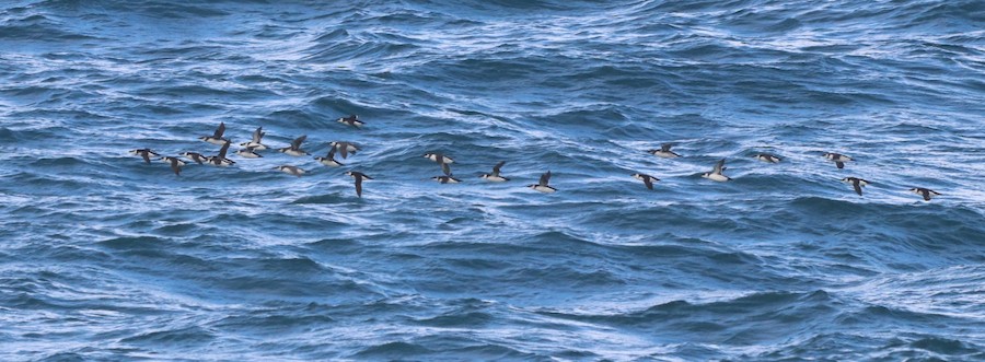 large alcid sp. - eBird