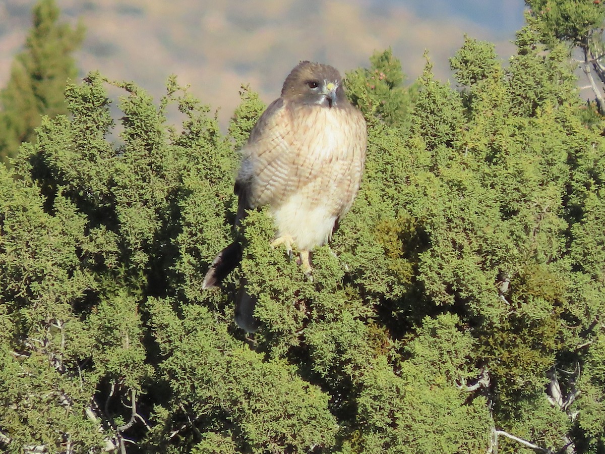 eBird Checklist - 20 Nov 2022 - Beeline Highway--Bushnell Tanks ...