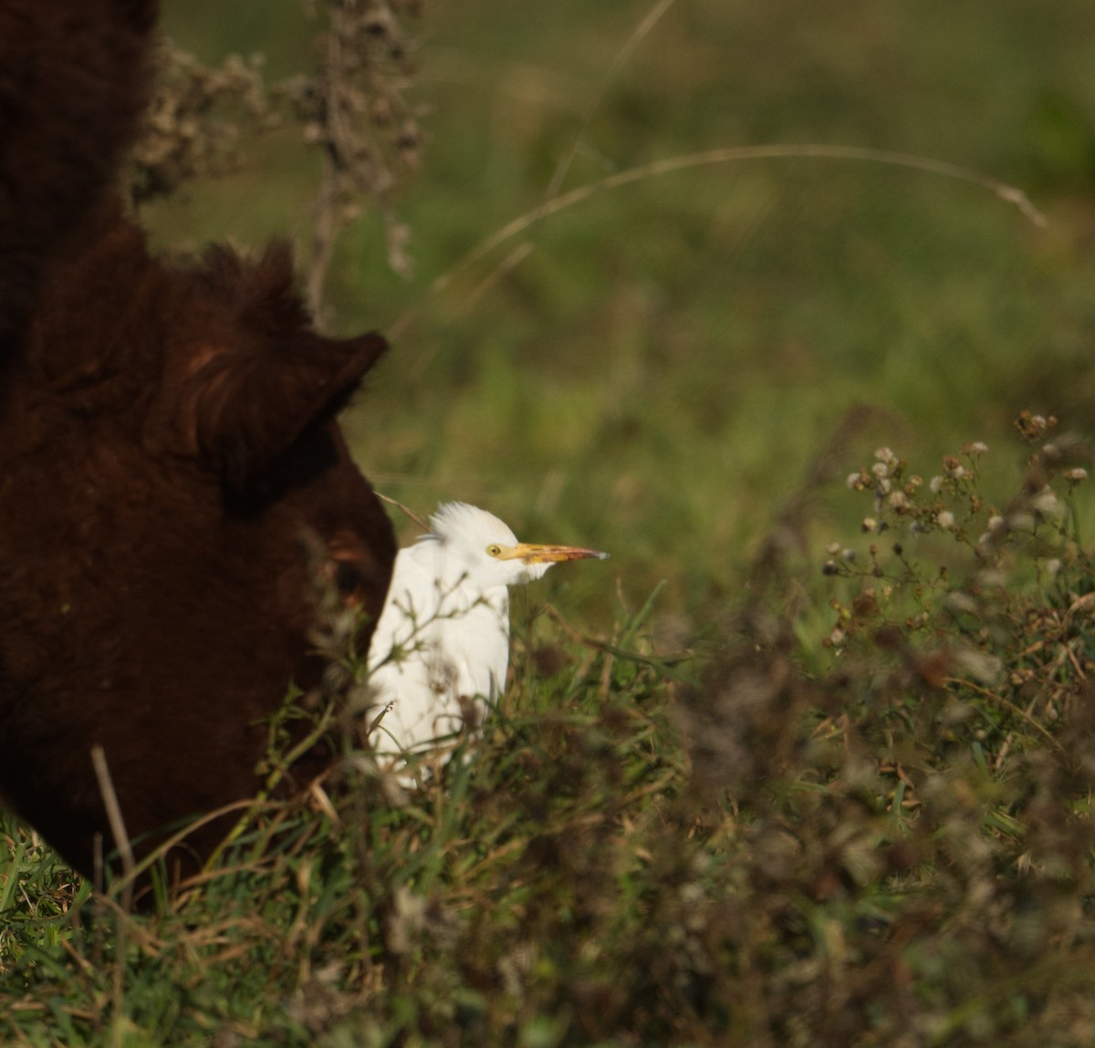 eBird Checklist - 20 Nov 2022 - stakeout Gray Kingbird--Barney's Joy Road, Dartmouth (2022) - 12 ...