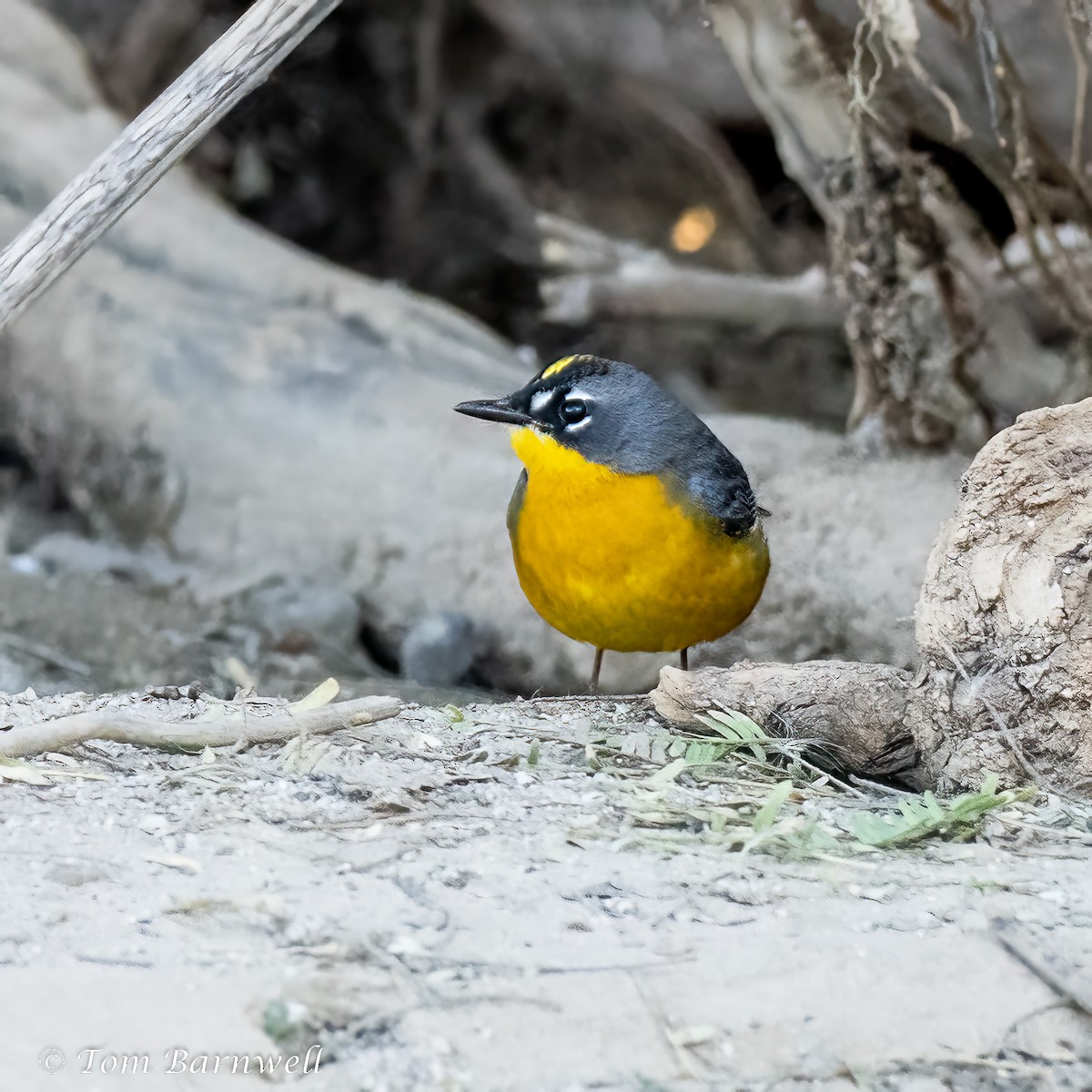 eBird Checklist - 20 Nov 2022 - stakeout Fan-tailed Warbler, Rollins Rd ...