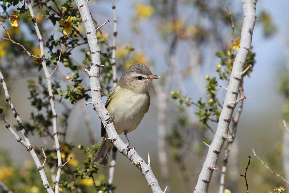 ML50581571 - Warbling Vireo - Macaulay Library